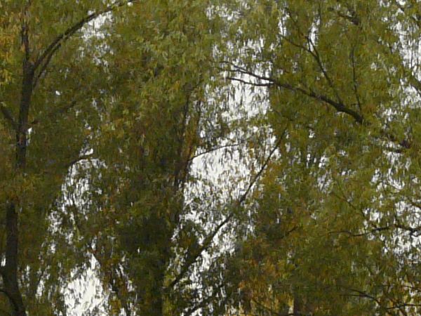 forest side view texture 0007 - Texturelib